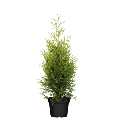 Elupuud smaragd ja brabant kojutoomisega