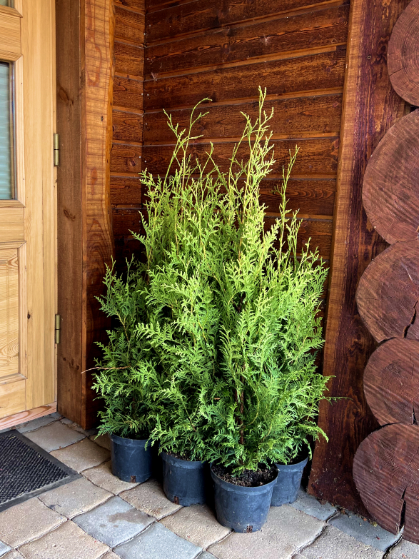 Elupuud smaragd ja brabant kojutoomisega