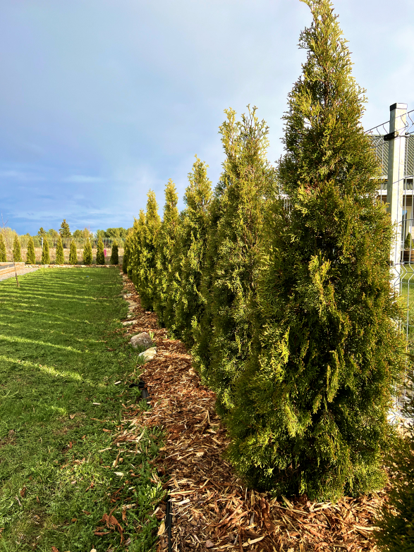 Elupuud smaragd ja brabant kojutoomisega