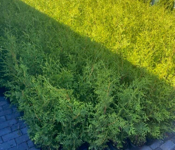 Elupuud smaragd ja brabant kojutoomisega