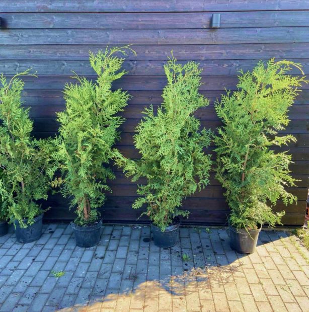 Elupuud smaragd ja brabant kojutoomisega